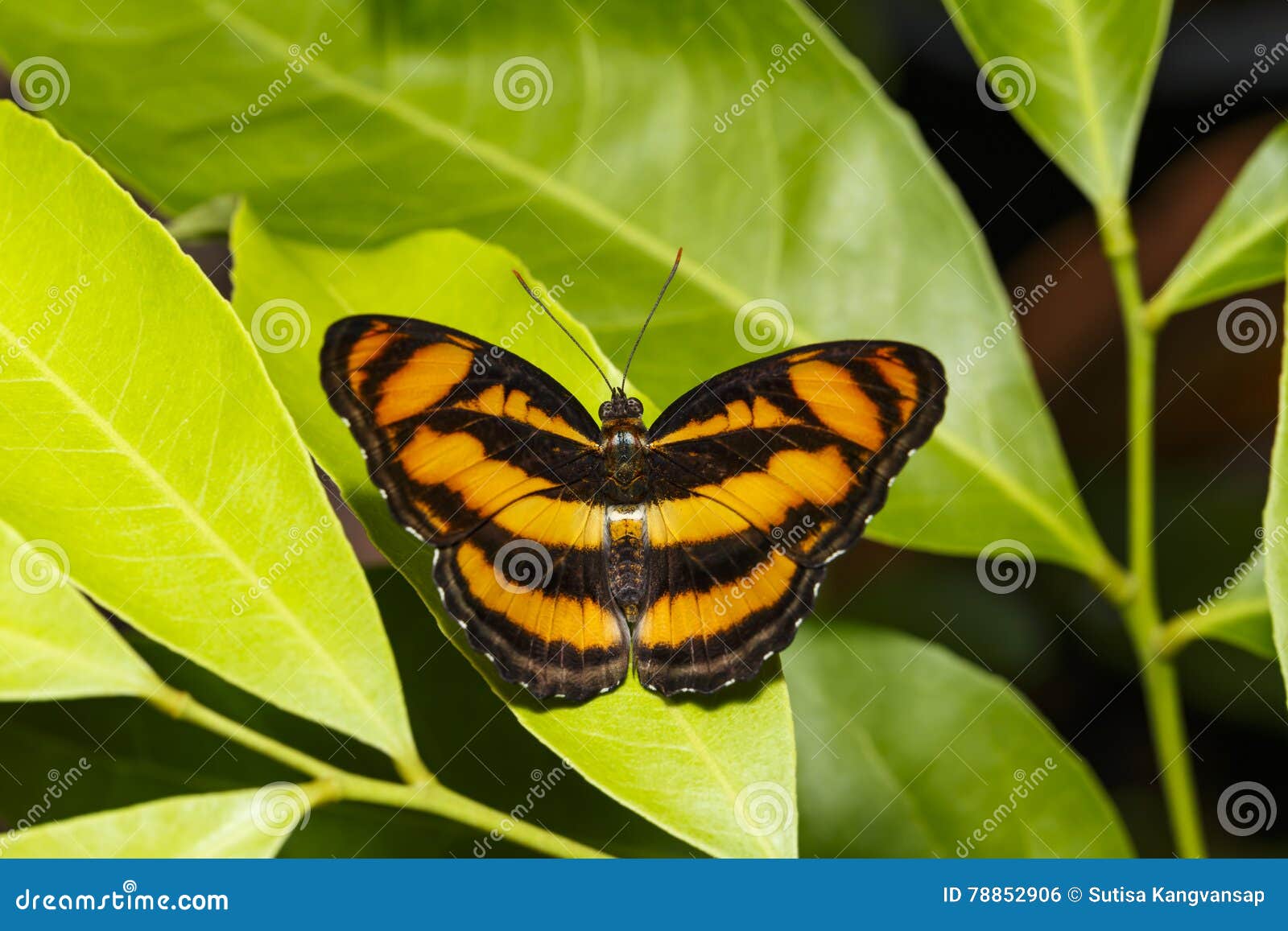 Colour Segeant Butterfly Resting on Green Leaf Stock Photo - Image of ...