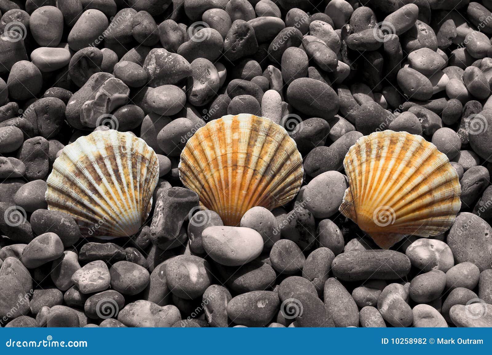 Colour Shells on Pebbles stock photo. Image of pebbles - 10258982