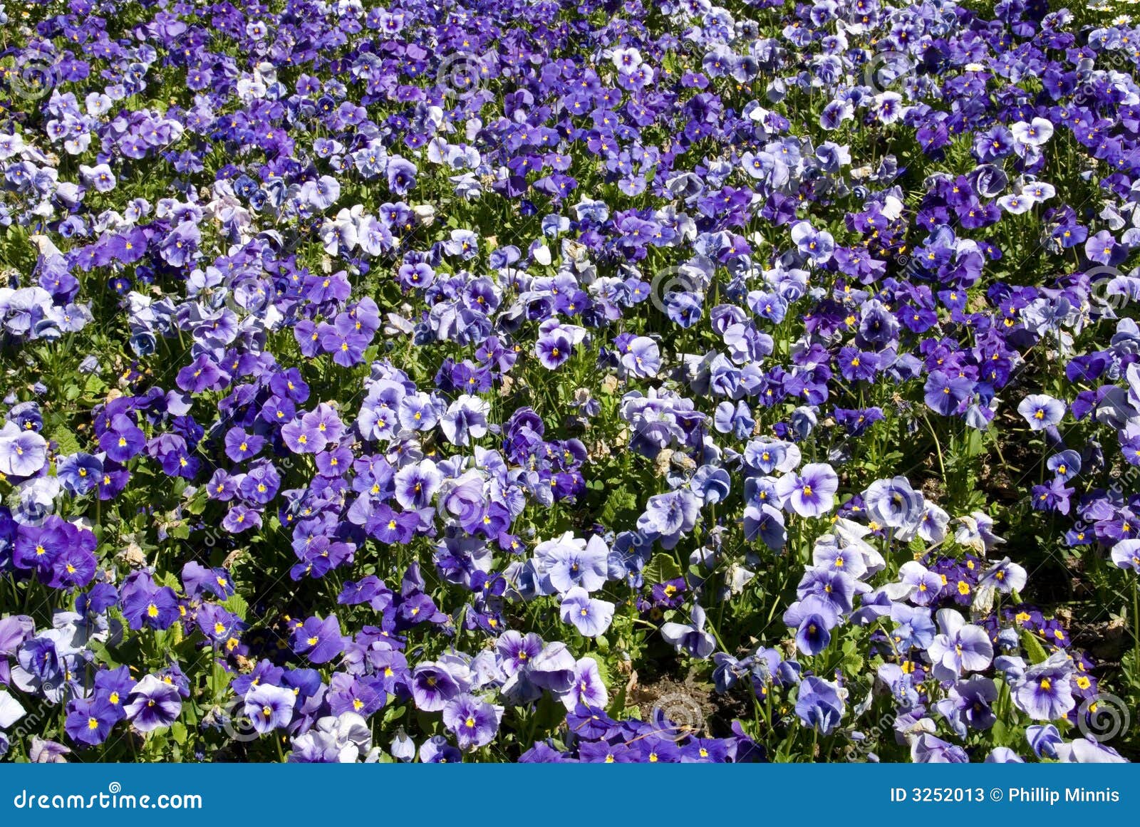 Colour Splash stock image. Image of violas, pansies, floral - 3252013