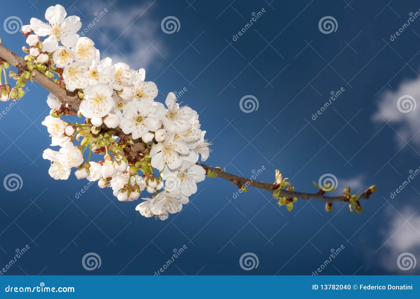 Colour of spring stock photo. Image of natures, cherry - 13782040
