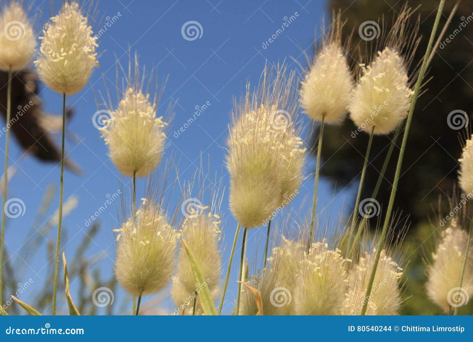 Colour of Spring season stock photo. Image of life, grass - 80540244