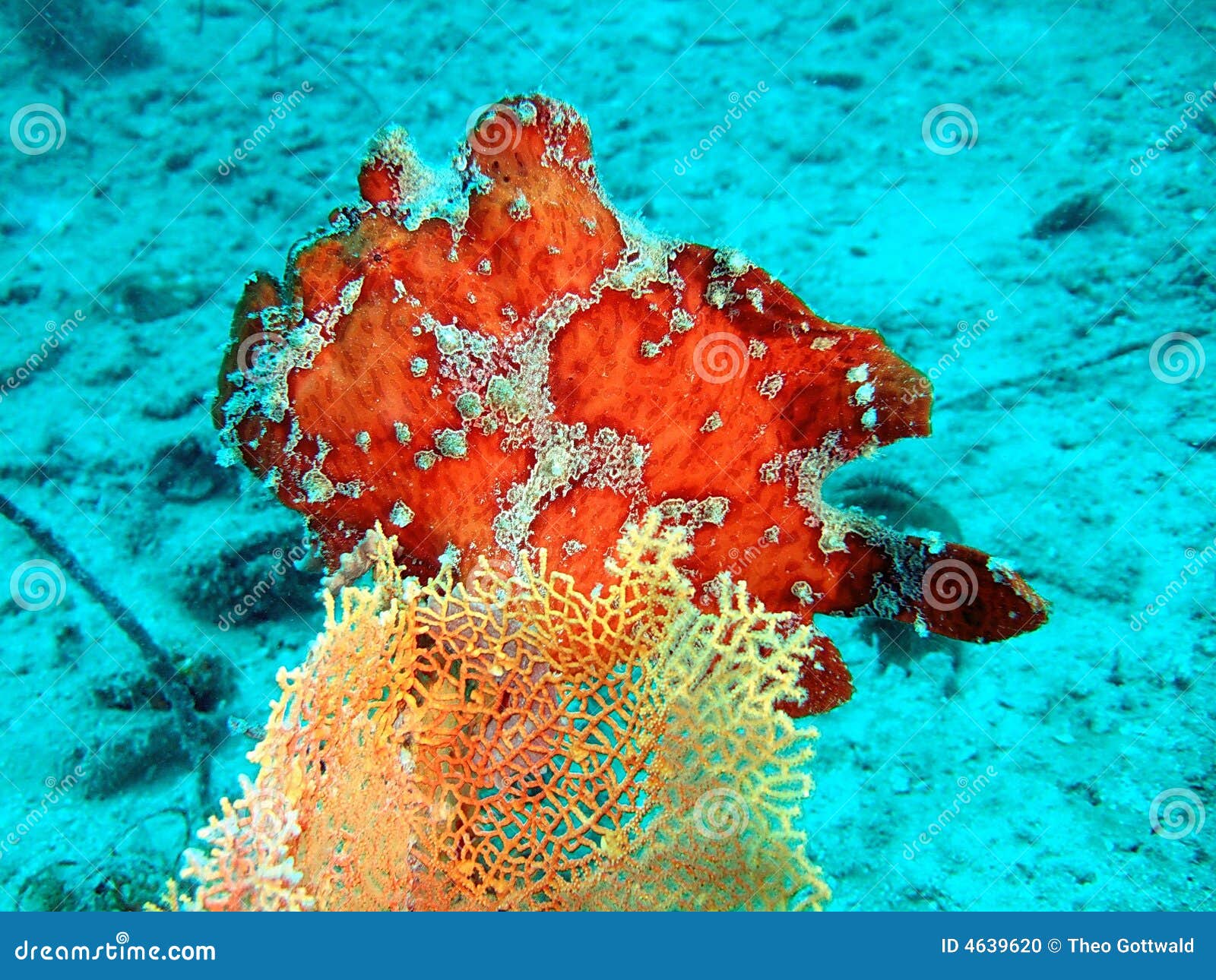 Colour tropical coral reef stock photo. Image of peaceful - 4639620