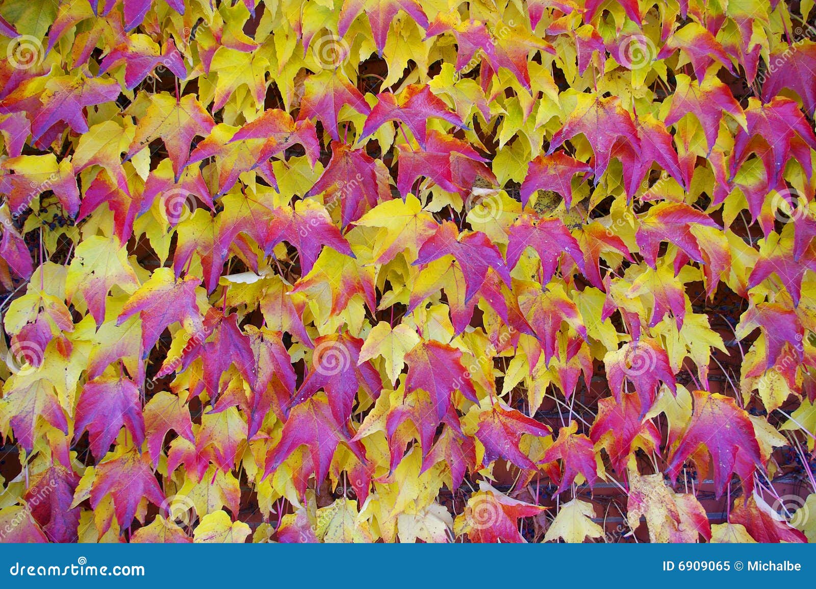 Colour vine leaves stock image. Image of curly, branch - 6909065