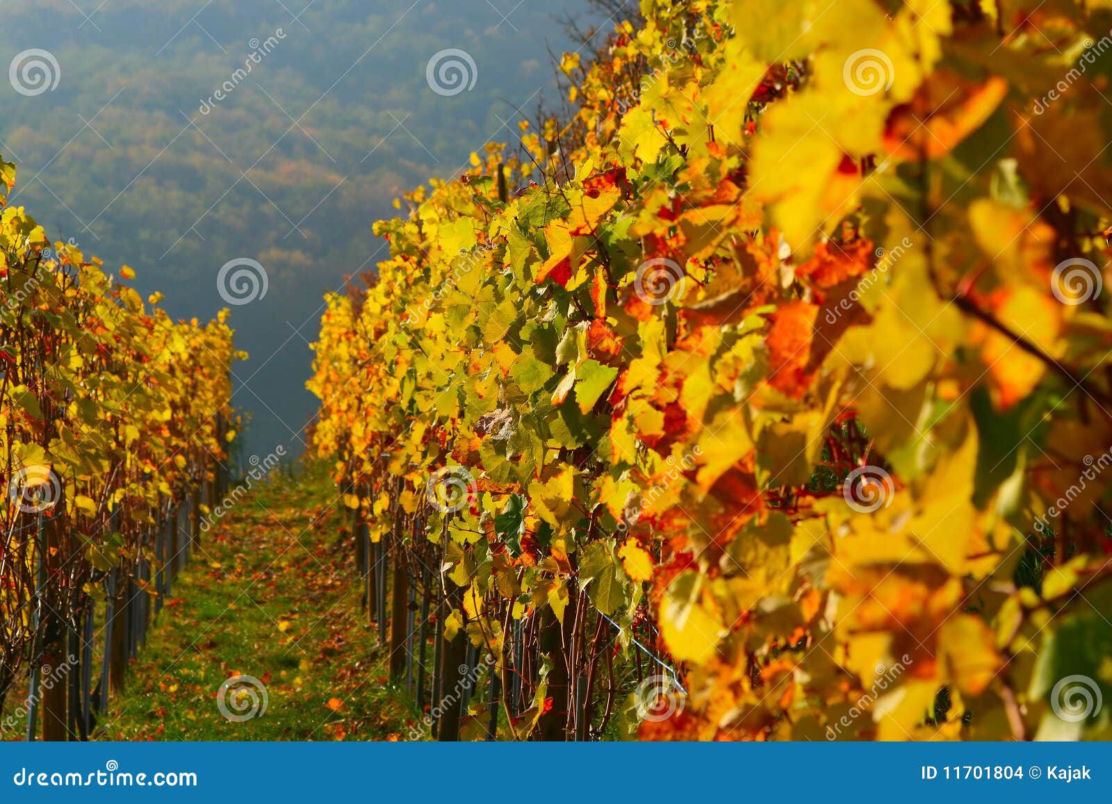 Colour Vineyard - Leaves stock photo. Image of colour - 11701804