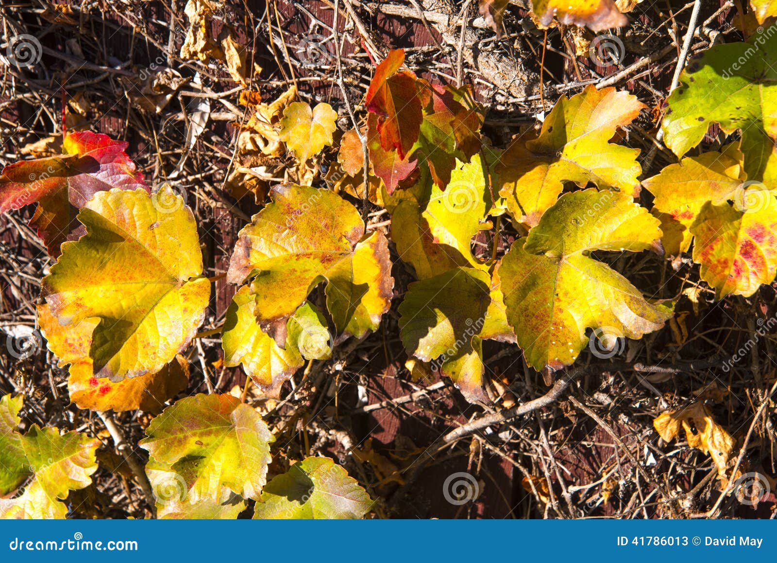 Colour of Winter Leaves stock image. Image of dead, color - 41786013