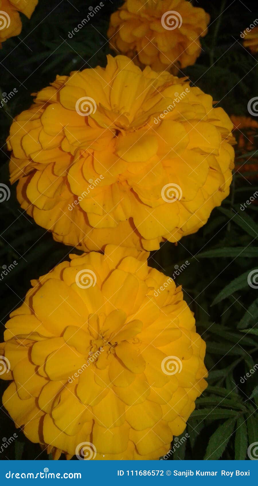 Marigold stock photo. Image of flower, colour, brown - 111686572