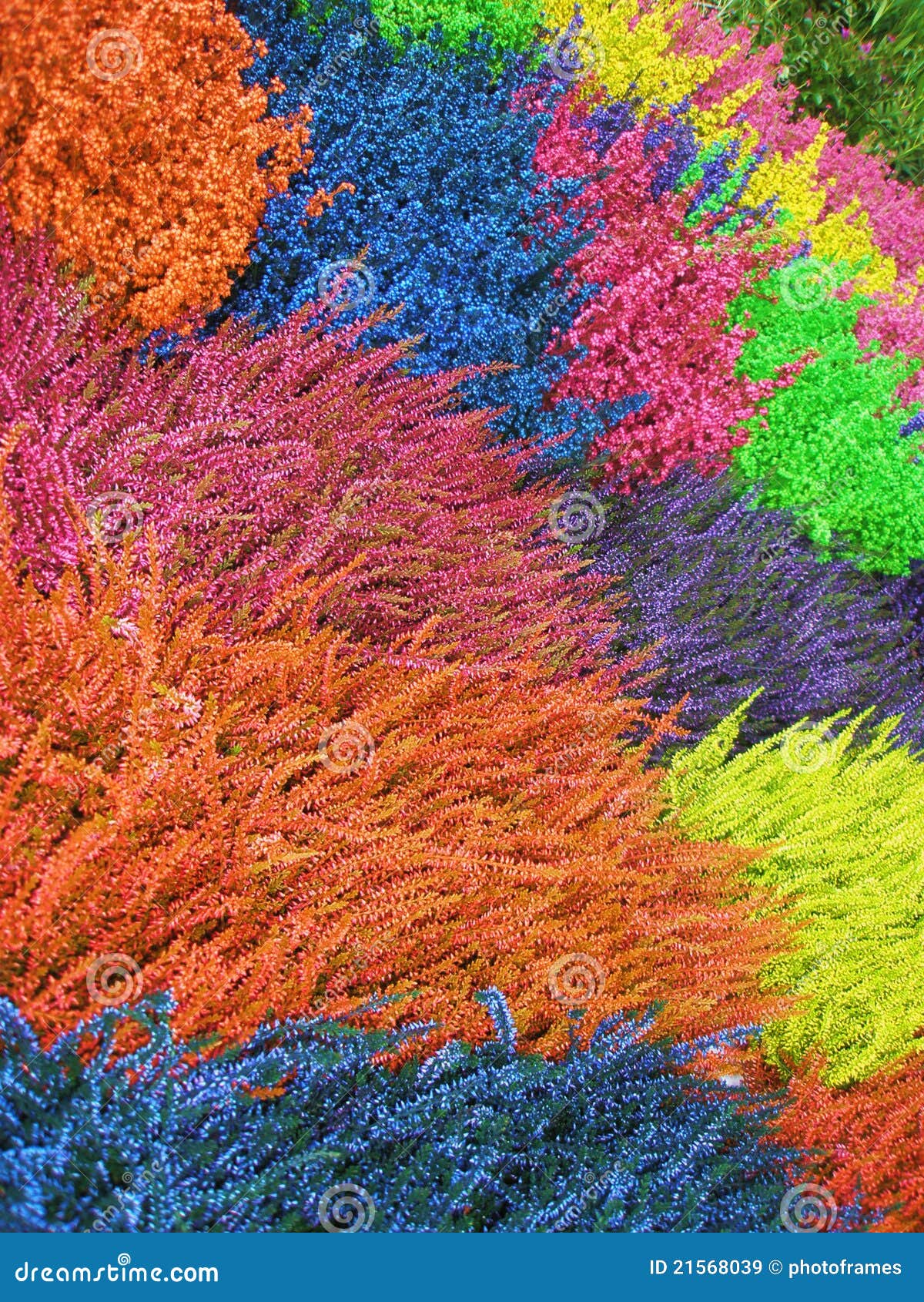 Coloured Autumn Heather on the Market Stock Image - Image of bleed ...