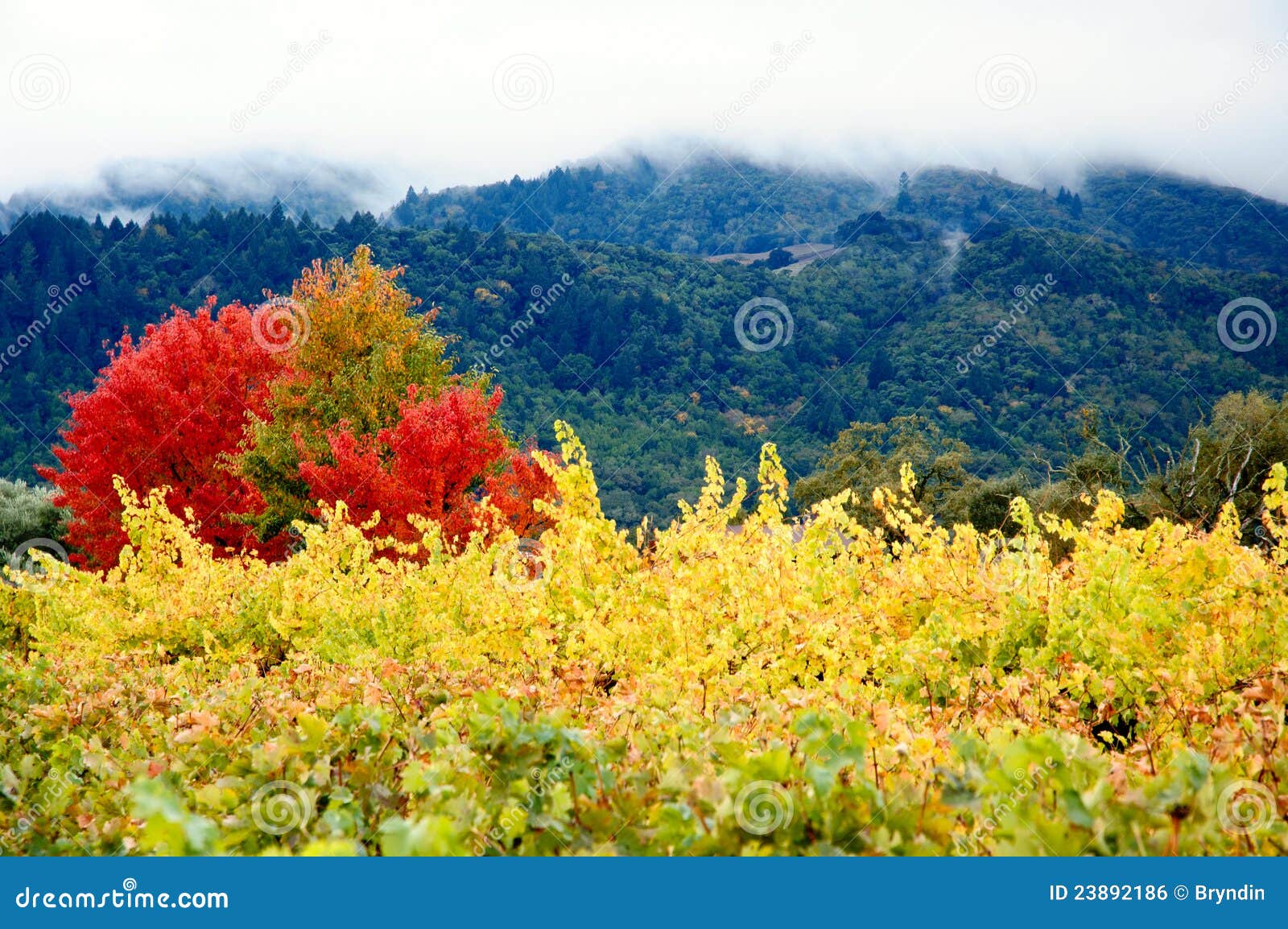 Coloured Autumn Vineyards stock photo. Image of freshness - 23892186