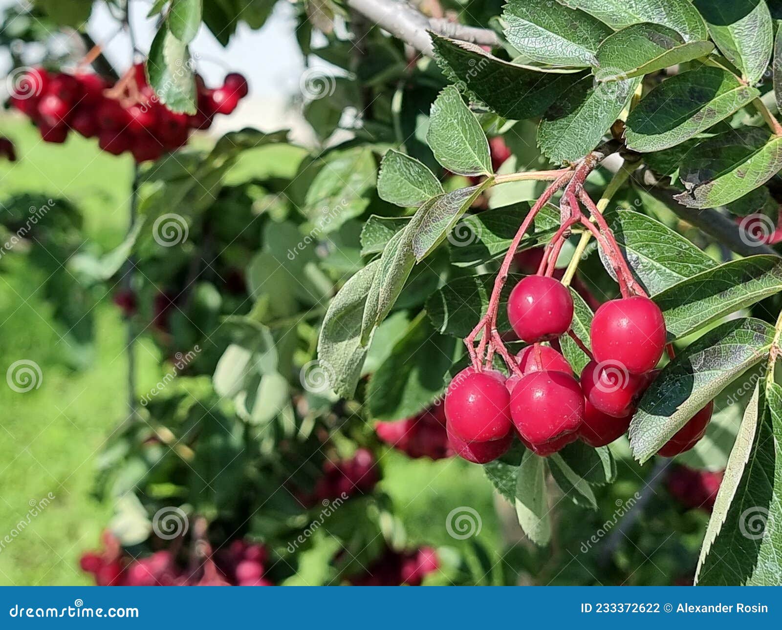 Coloured Berry on Tree at Autumn Stock Photo - Image of flower, petal ...
