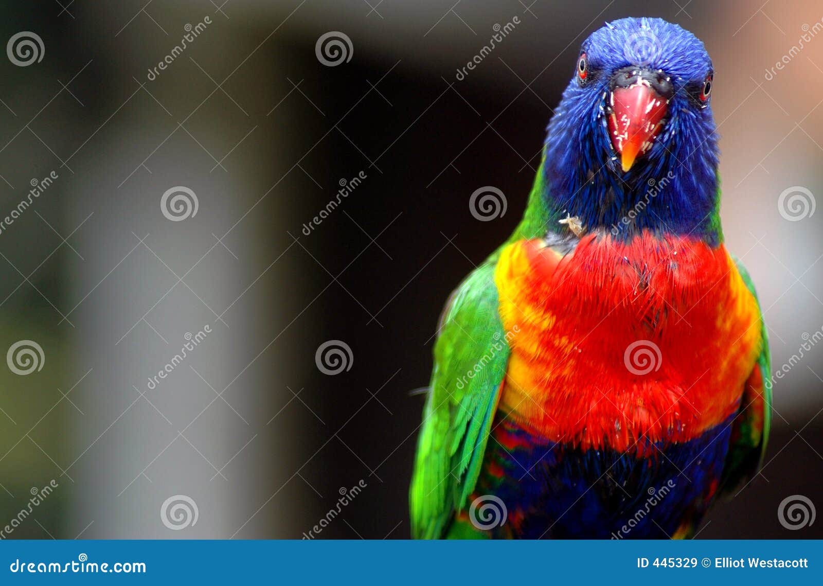 Coloured Bird stock image. Image of yellow, creature, colours - 445329