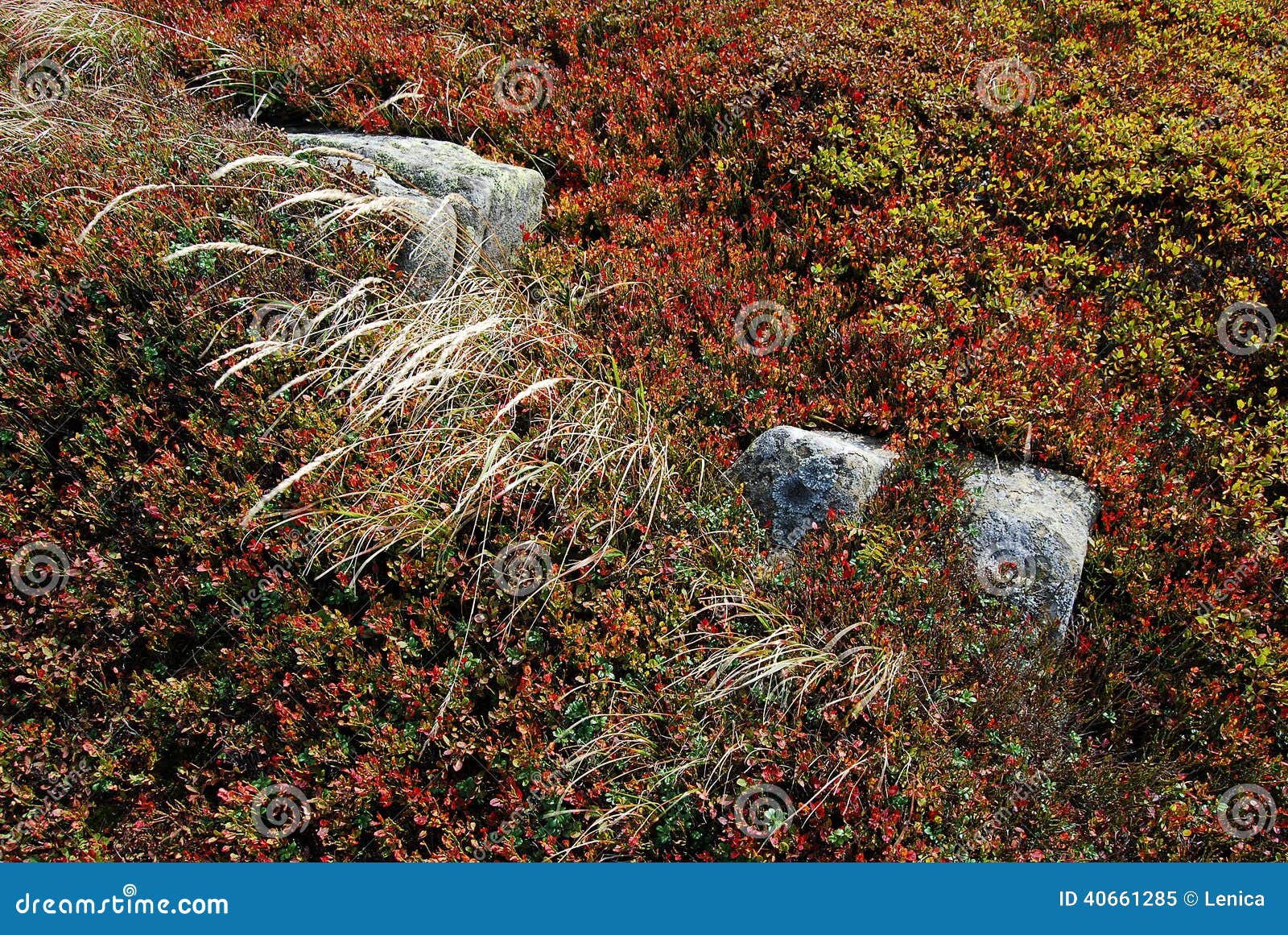 Coloured Carpet of Blueberries and Cranberries Stock Image - Image of ...