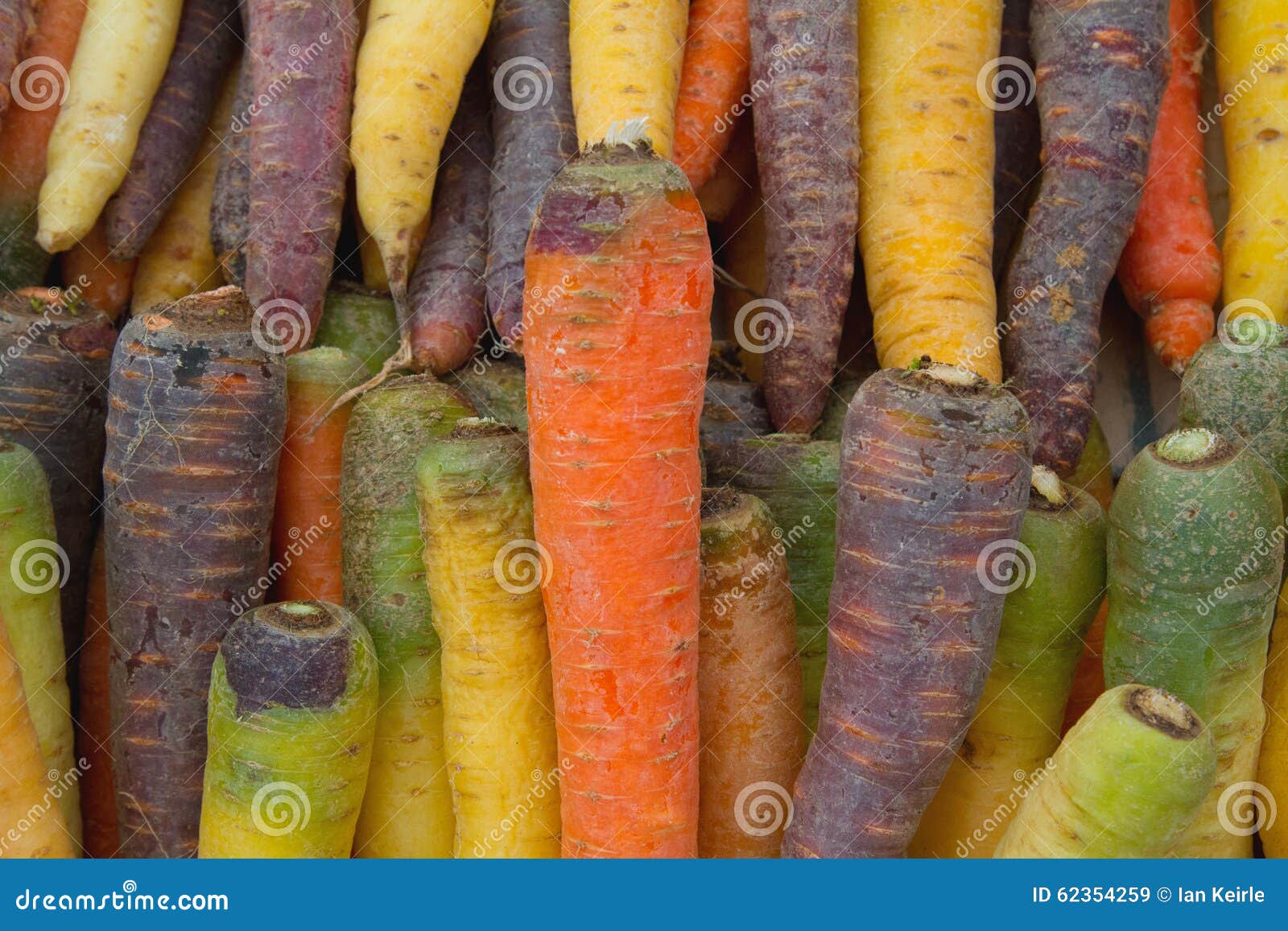 Coloured carrots stock image. Image of vegetables, root - 62354259