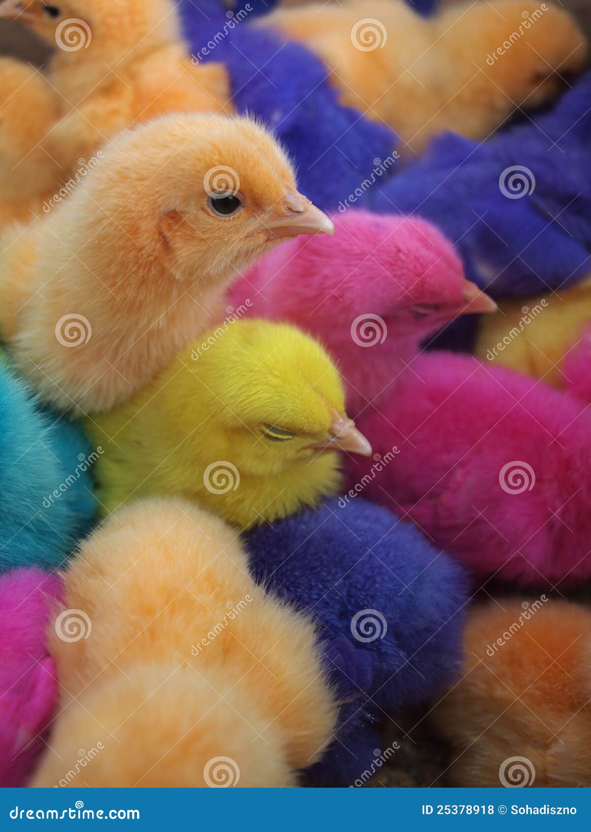 Coloured chicken stock photo. Image of chickens, easter - 25378918