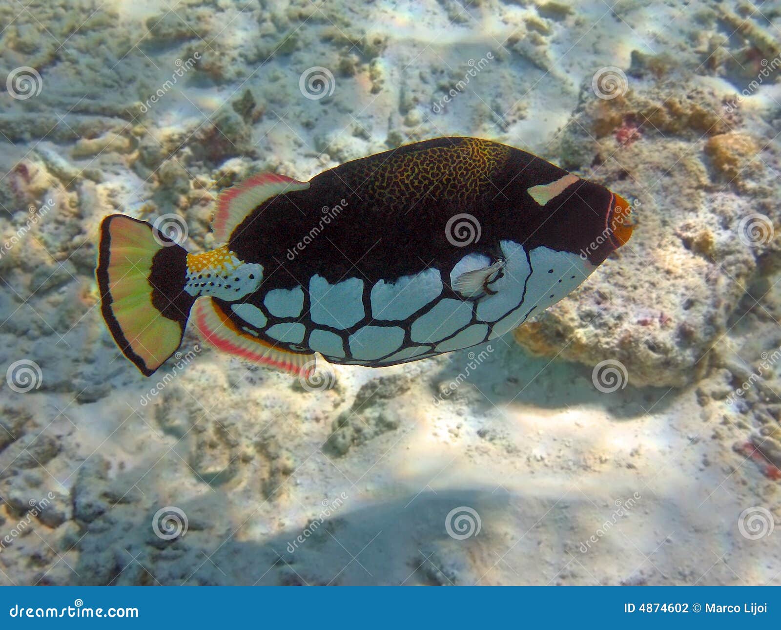 Coloured Clown triggerfish stock photo. Image of animal - 4874602