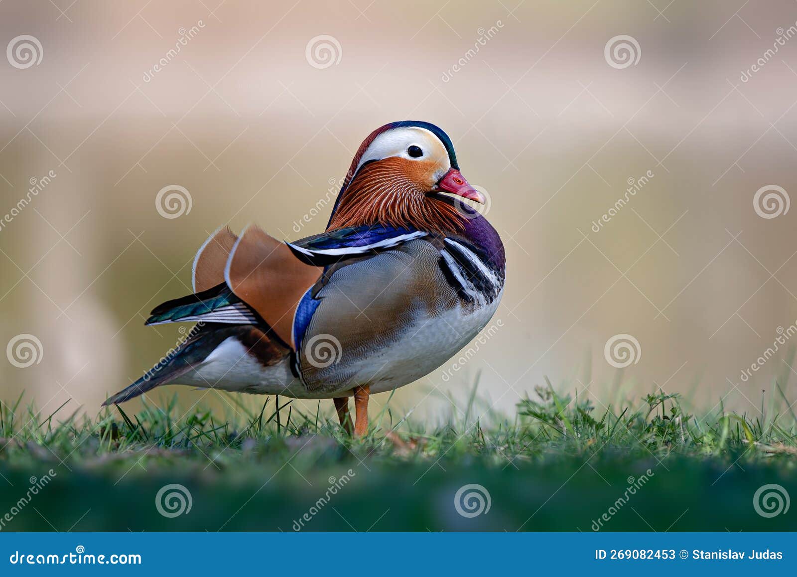 Coloured duck stock image. Image of mandarin, nature - 269082453