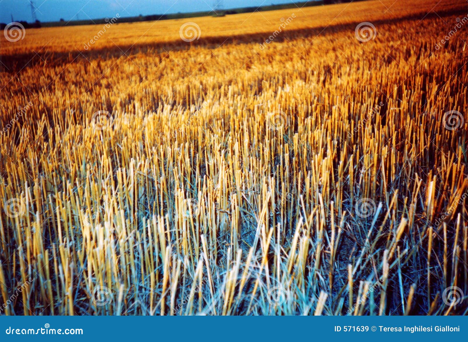 Coloured field stock image. Image of light, horizon, field - 571639