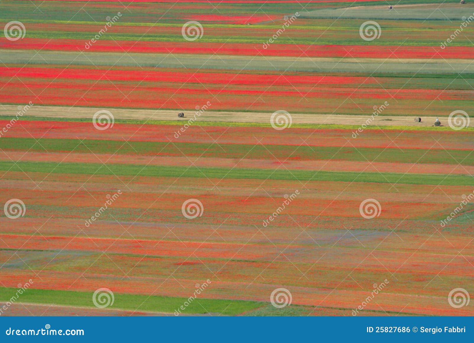 Coloured fields stock photo. Image of sweet, park, pink - 25827686