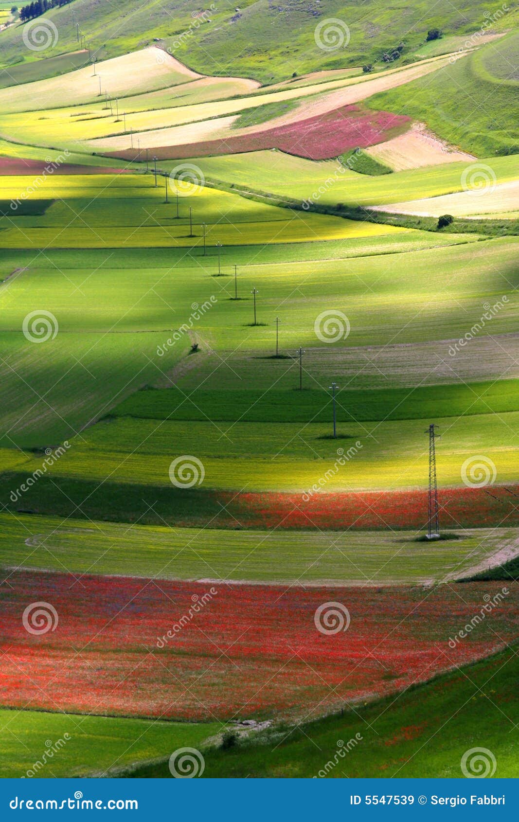 Coloured fields stock image. Image of umbria, pink, castelluccio - 5547539