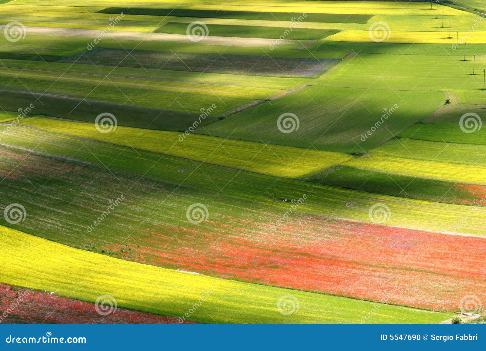 Coloured fields stock photo. Image of green, norcia, panorama - 5547690
