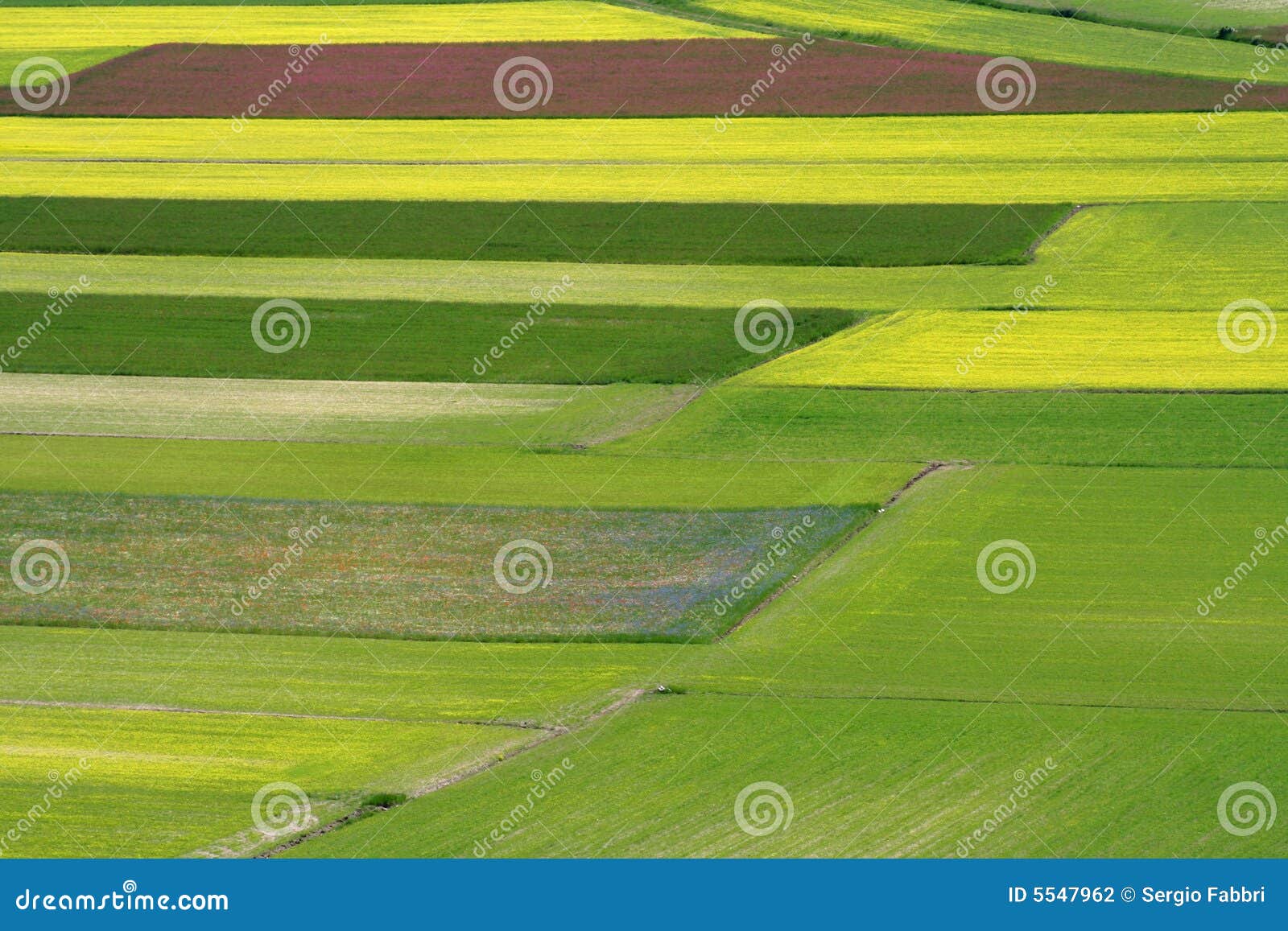 Coloured fields stock photo. Image of lentils, castelluccio - 5547962