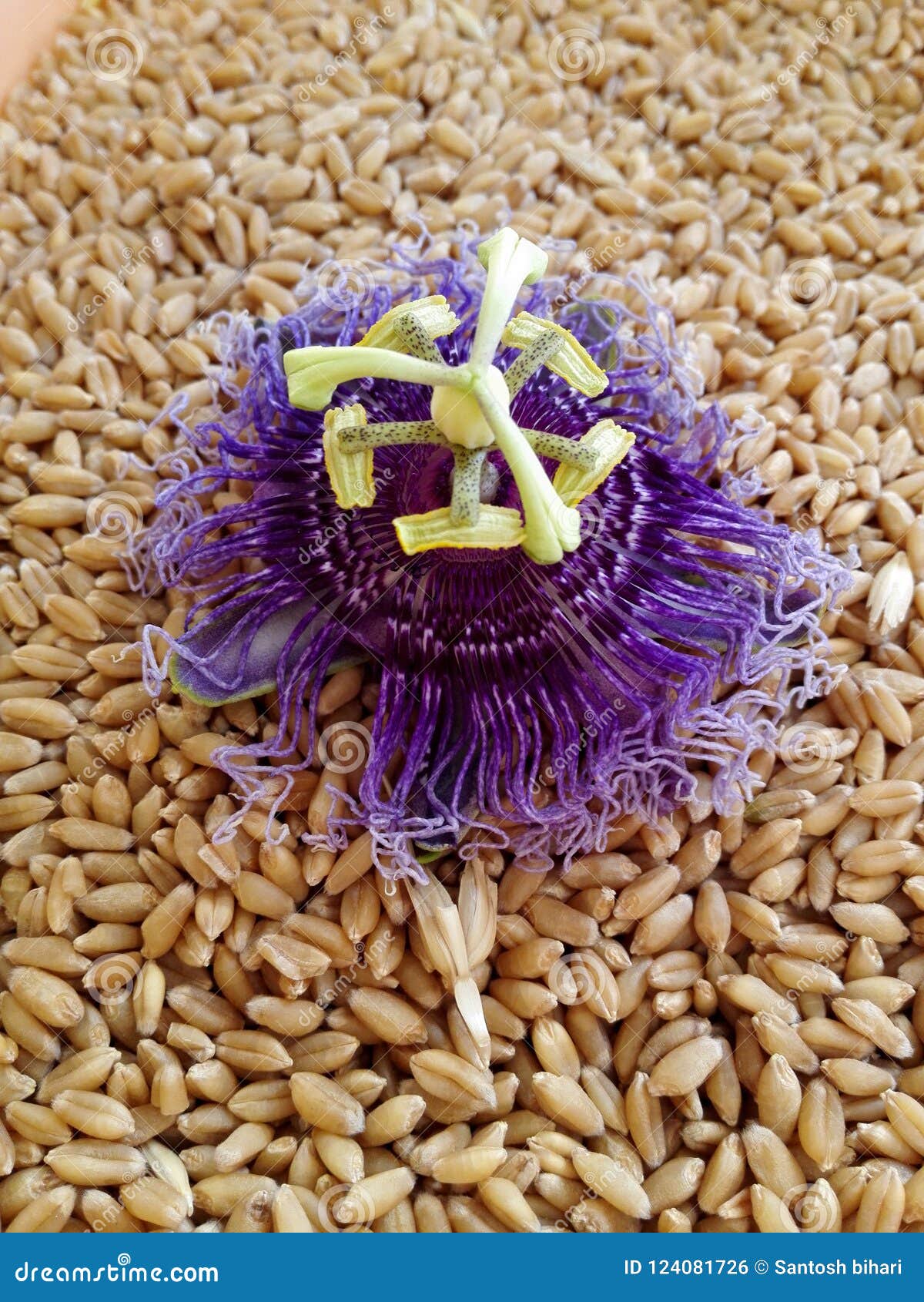 Flower with grain seeds stock photo. Image of coloured - 124081726