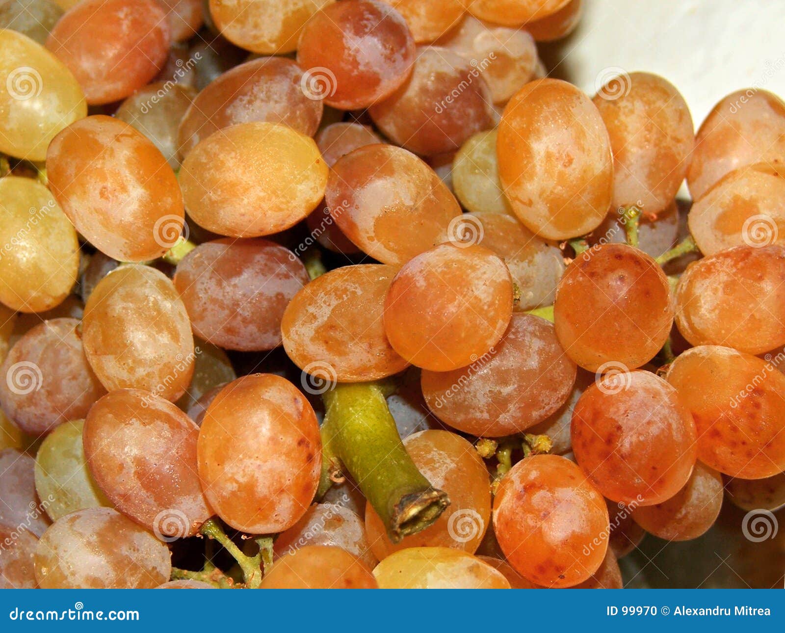 Coloured Grapes stock photo. Image of vineyard, grape, agriculture - 99970