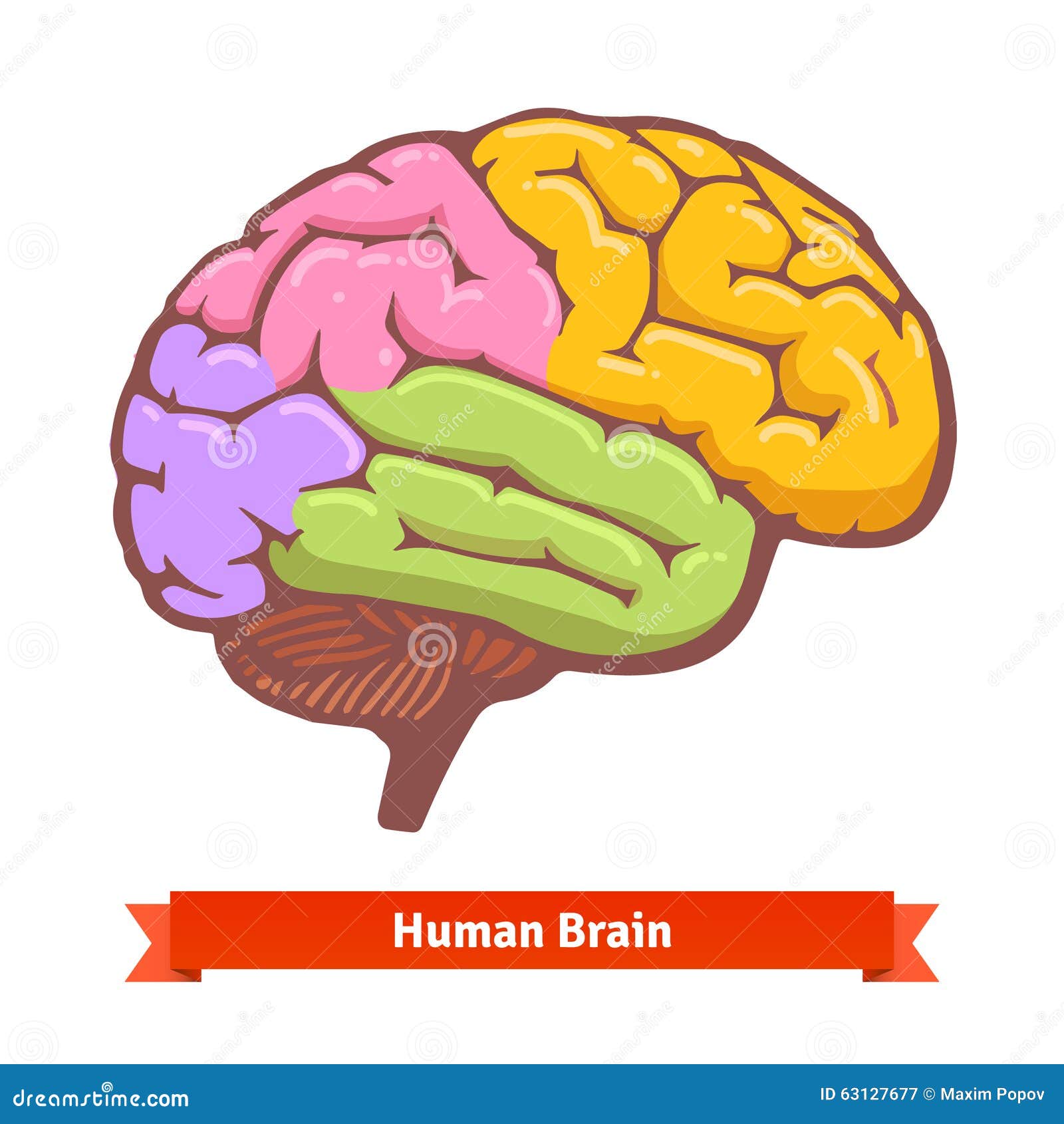 Coloured Human Brain Diagram Stock Vector - Illustration of ...