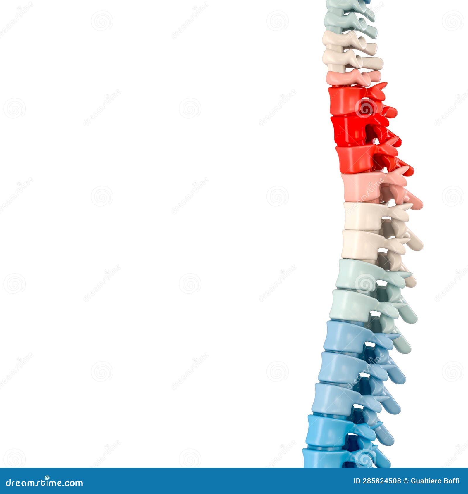 Coloured Human Spine on a White Background Stock Illustration ...