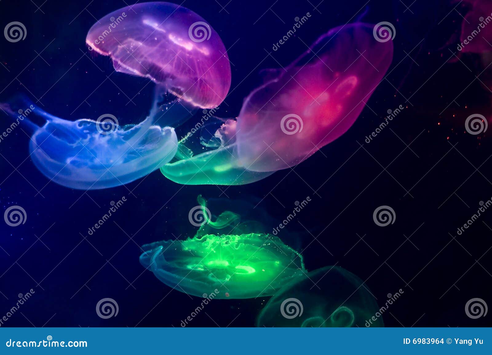 Coloured Jellyfish stock photo. Image of jelly, ocean - 6983964