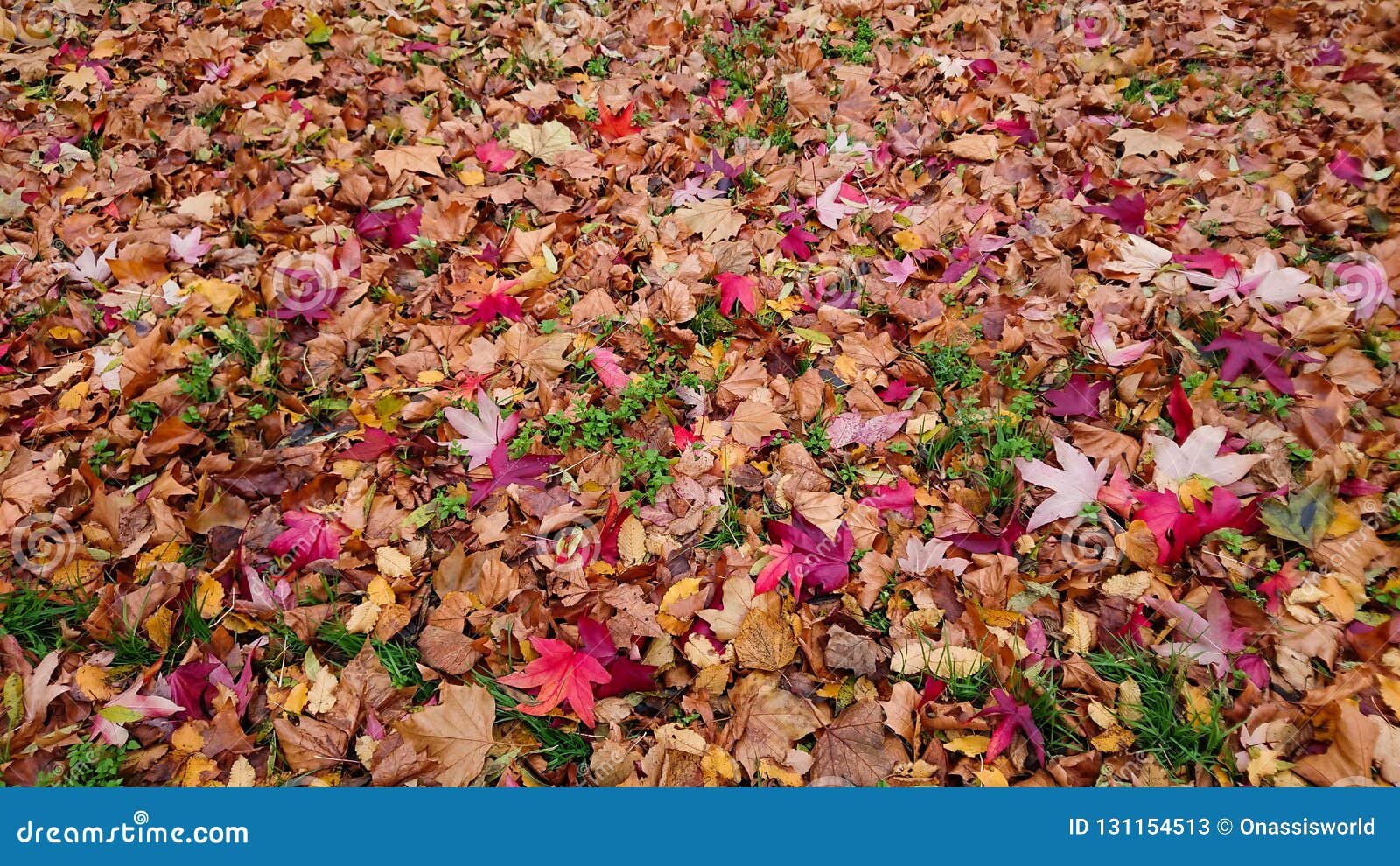 Coloured Leaves stock image. Image of fall, coloured - 131154513