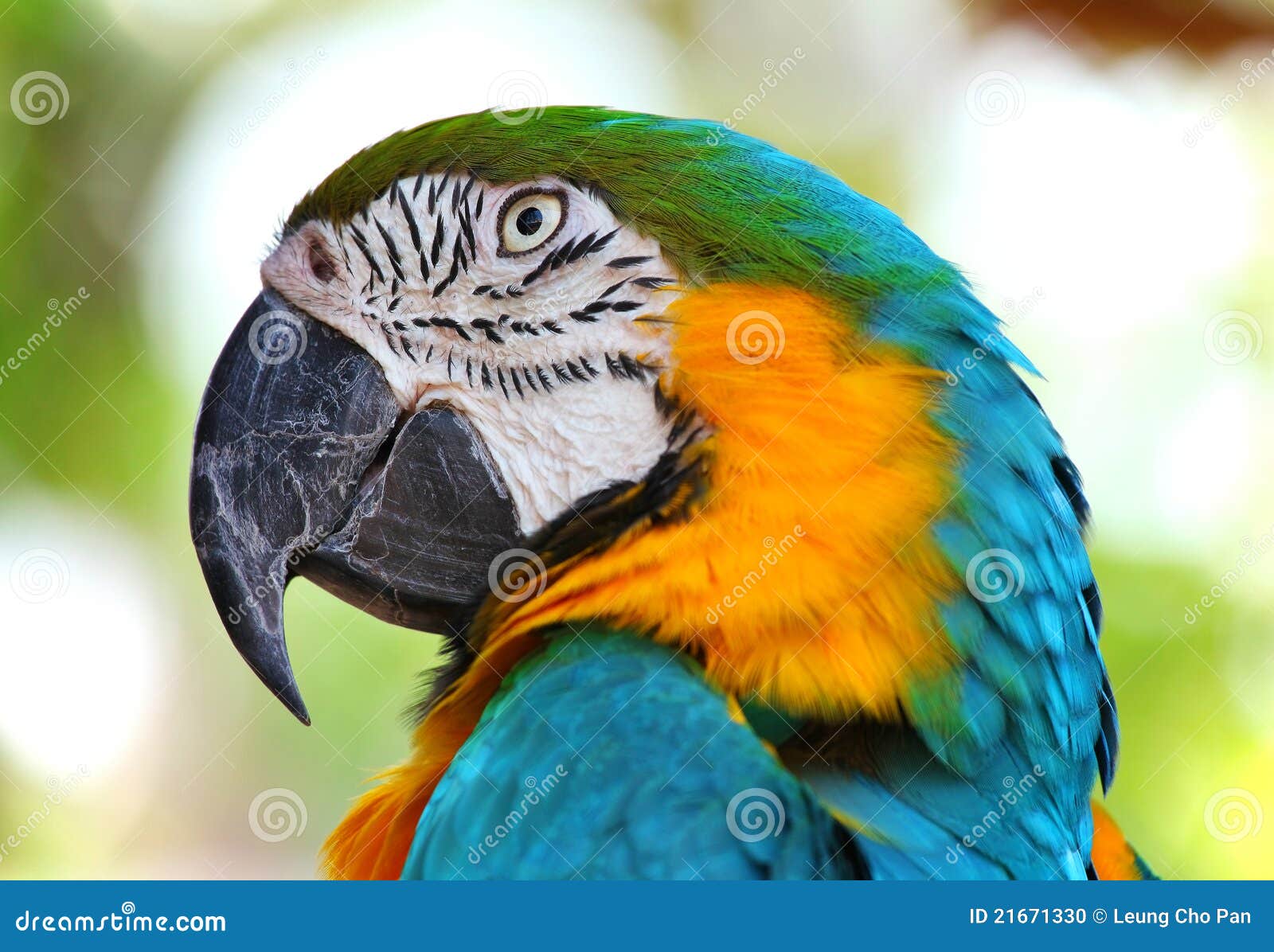 Coloured Macaw parrot stock photo. Image of exotic, pretty - 21671330
