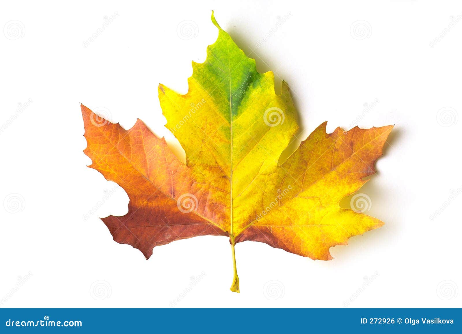 Coloured maple leaf stock photo. Image of collect, fall - 272926