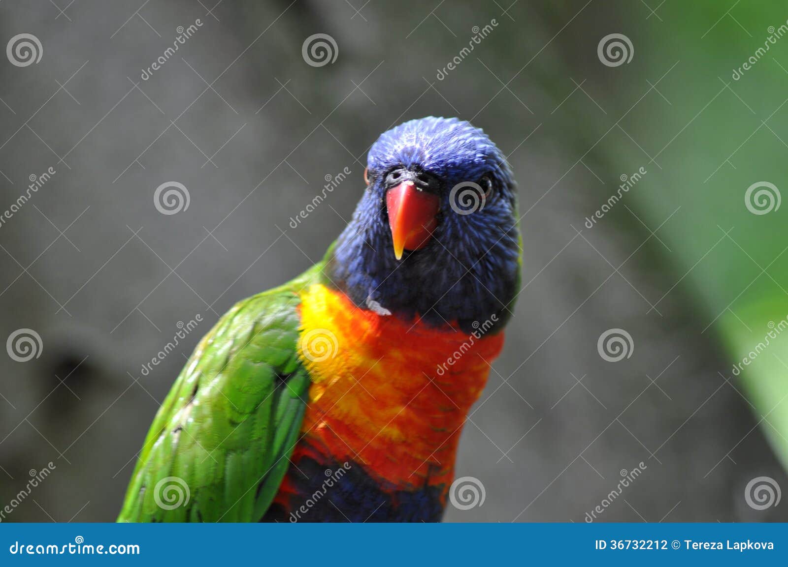 Coloured parrot stock photo. Image of beak, feather, colours - 36732212