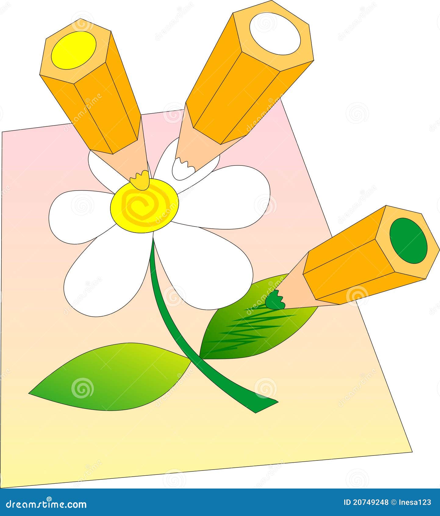Coloured Pencil Drawing Ox-eye Stock Vector - Illustration of petal ...