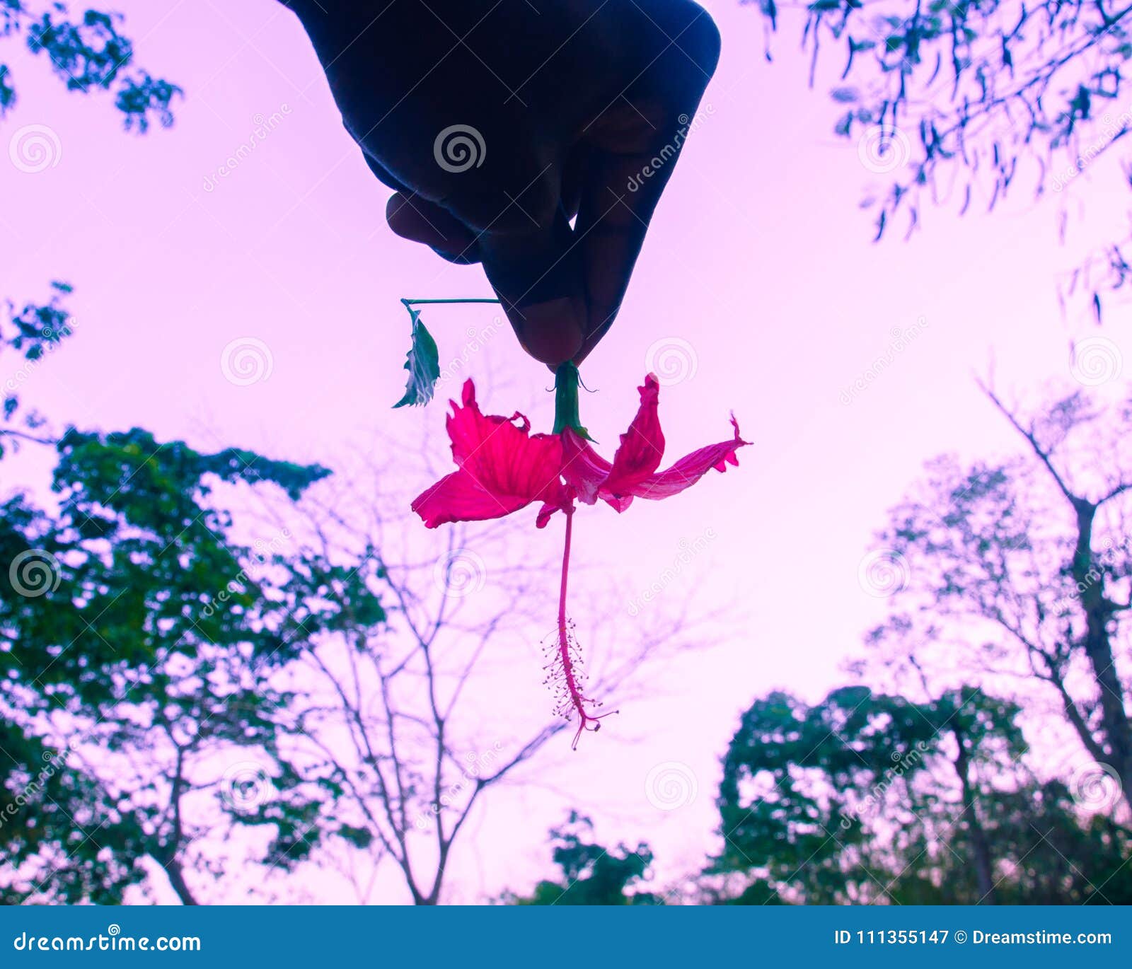 Coloured reality stock image. Image of pink, black, flower - 111355147