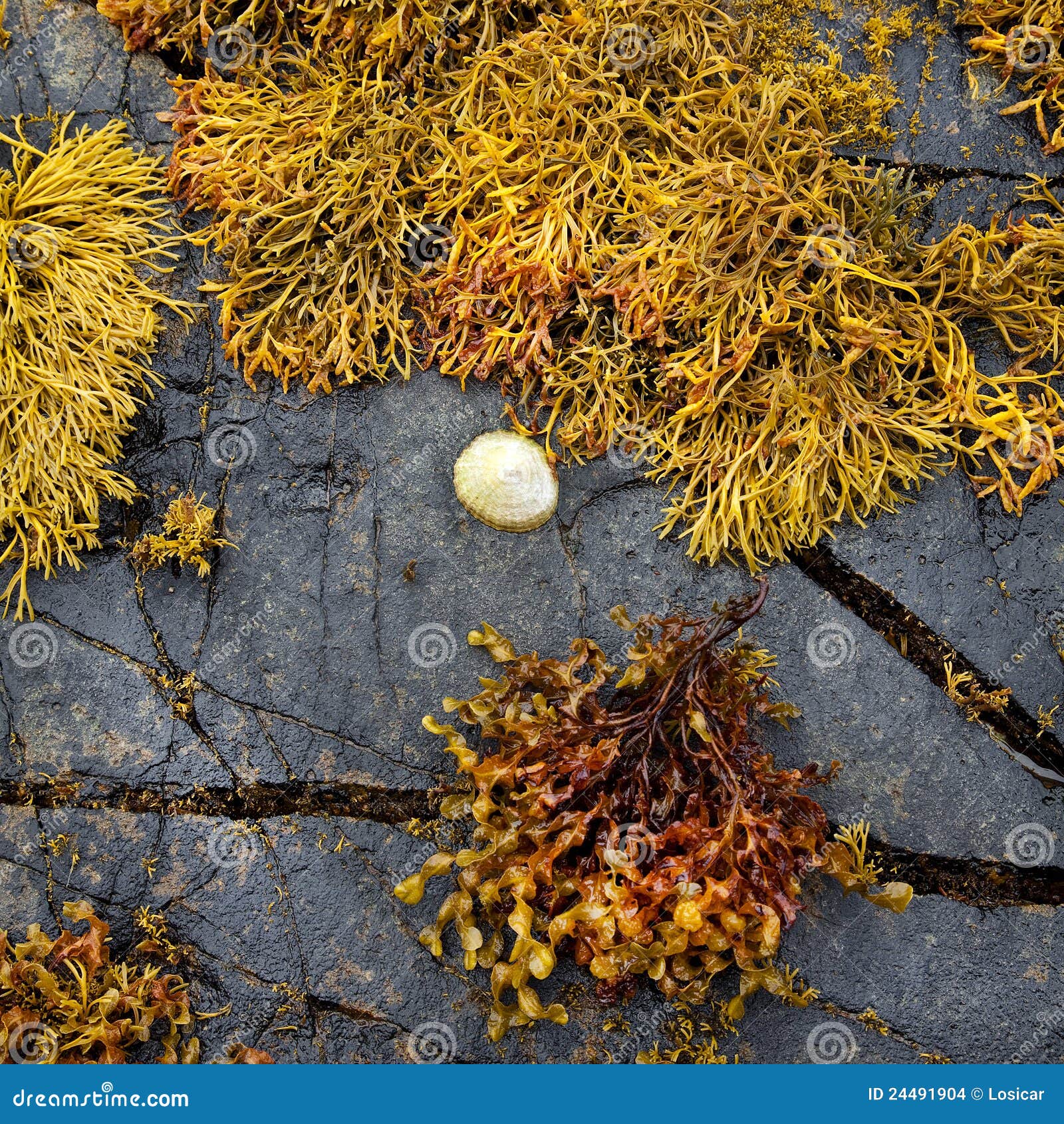 Coloured seaweed on rocks stock photo. Image of shoreline - 24491904