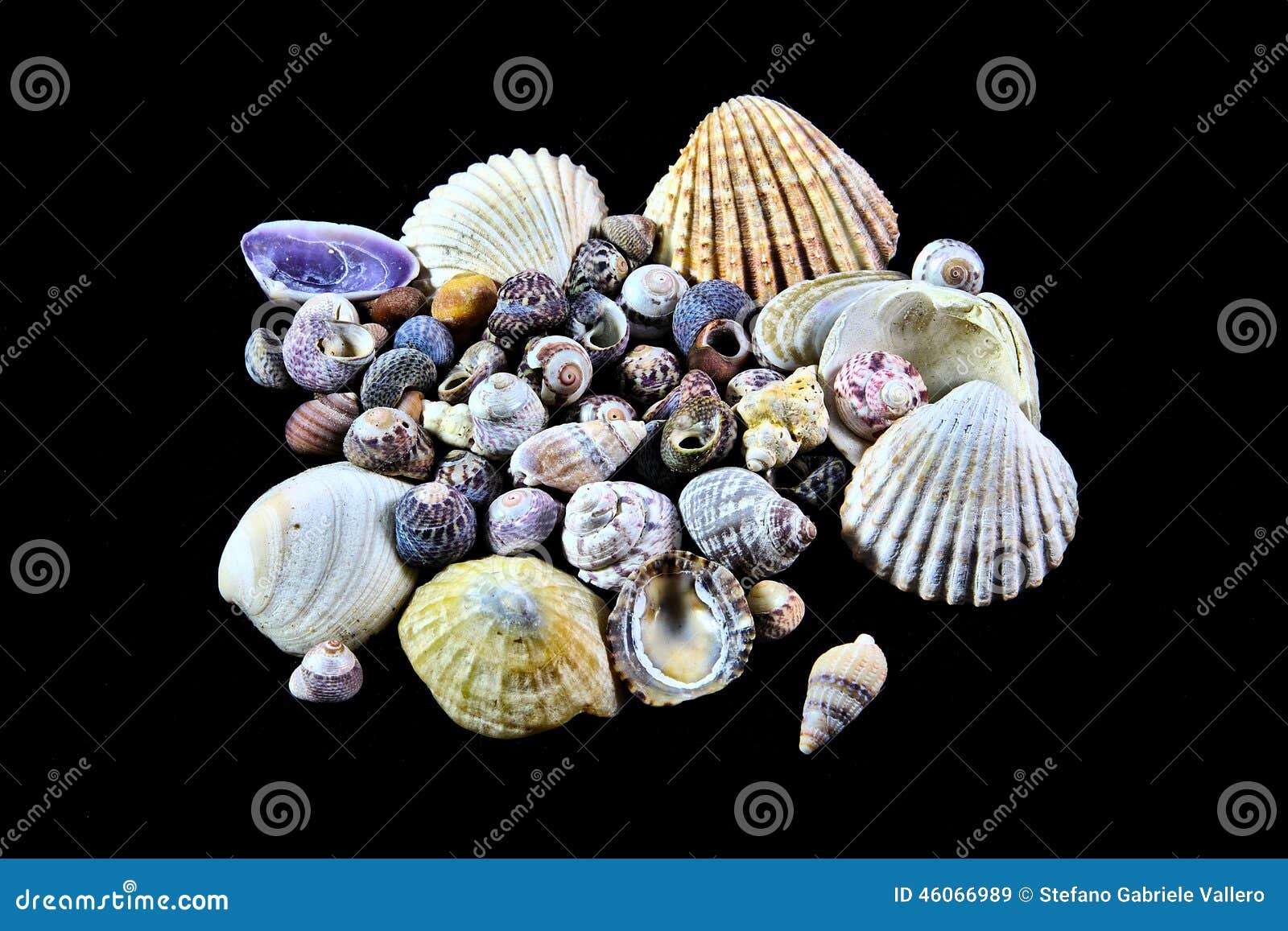 Coloured shells stock image. Image of snail, together - 46066989