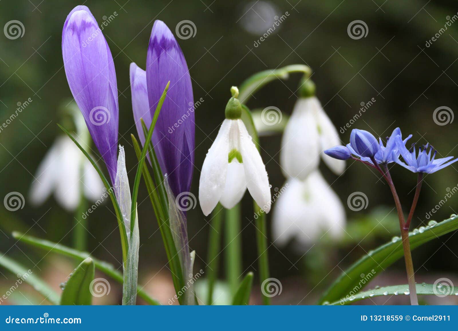Coloured Snowdrops and Spring Crocus Stock Image - Image of snowdrop ...