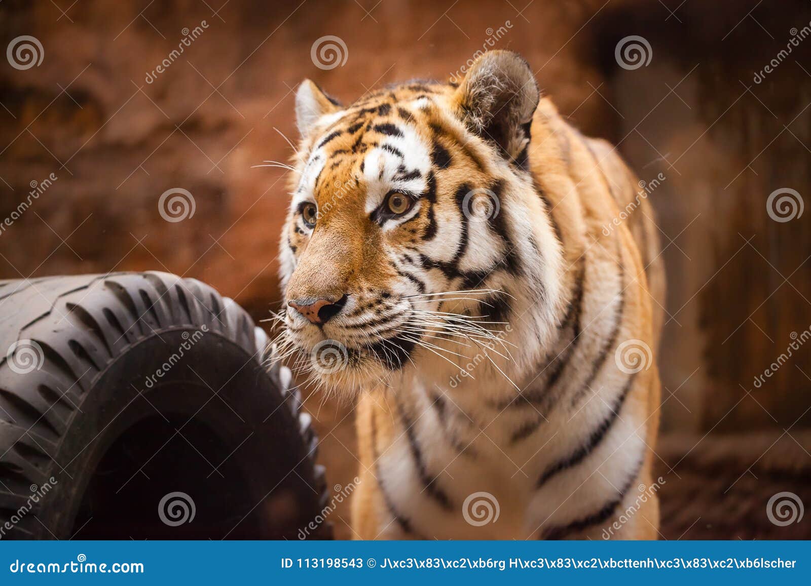 Coloured Tiger Portrait in a Park Stock Image - Image of nature, eyes ...