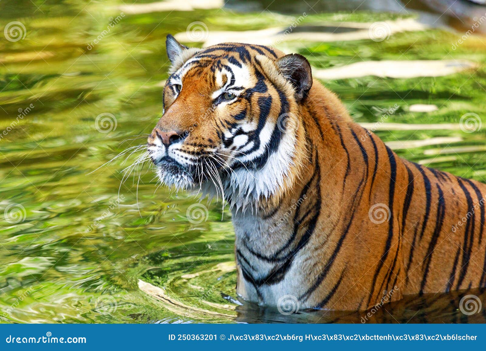 Coloured Tiger Portrait in a Park Stock Image - Image of beautiful ...