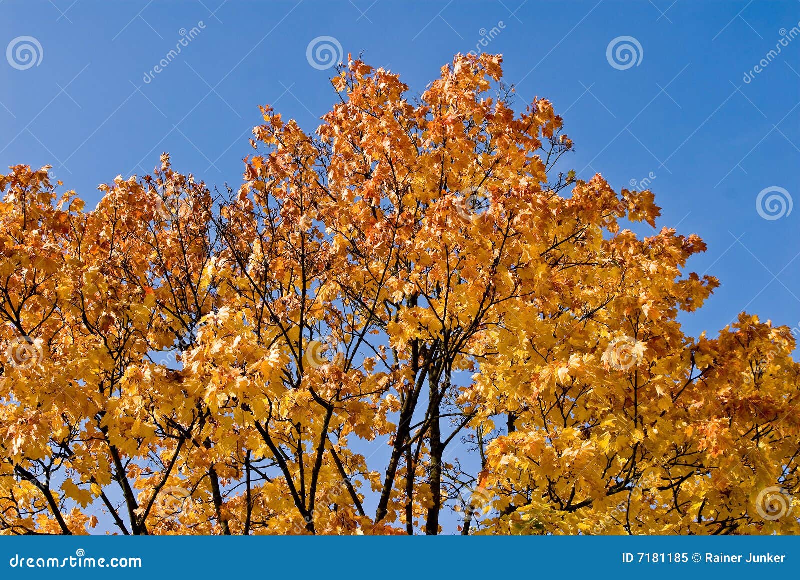 Coloured Tree Stock Photography | CartoonDealer.com #85664468