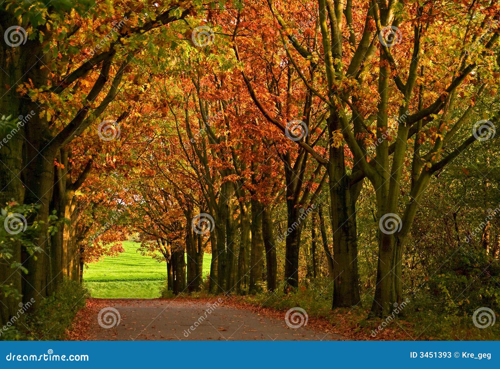 Coloured trees stock image. Image of bush, landscape, garden - 3451393