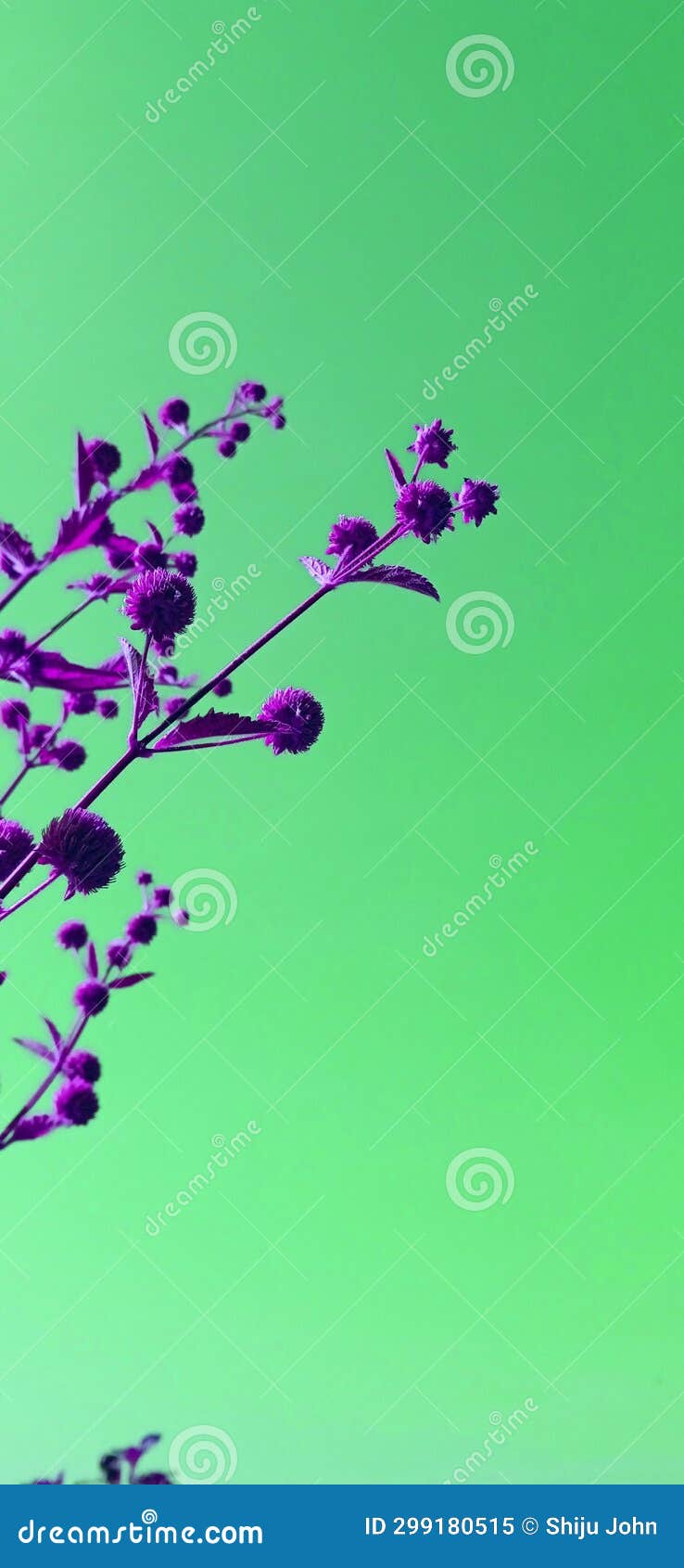 Coloured Wild Flowers,Green Background. Stock Image - Image of green ...