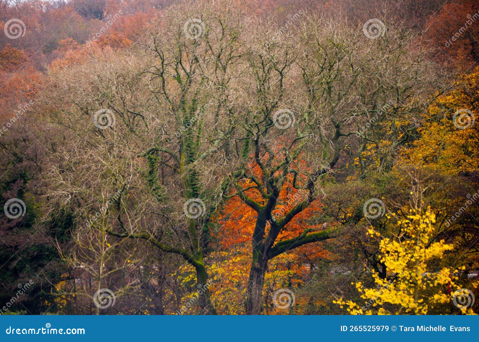 Vibrant colourful trees stock image. Image of outside - 265525979