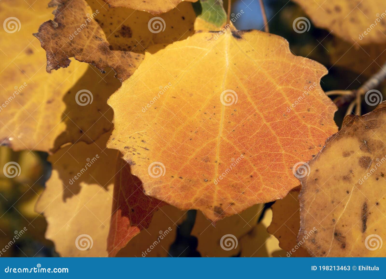 Colourful Aspen Leaves in Autumn Stock Image - Image of texture, forest ...