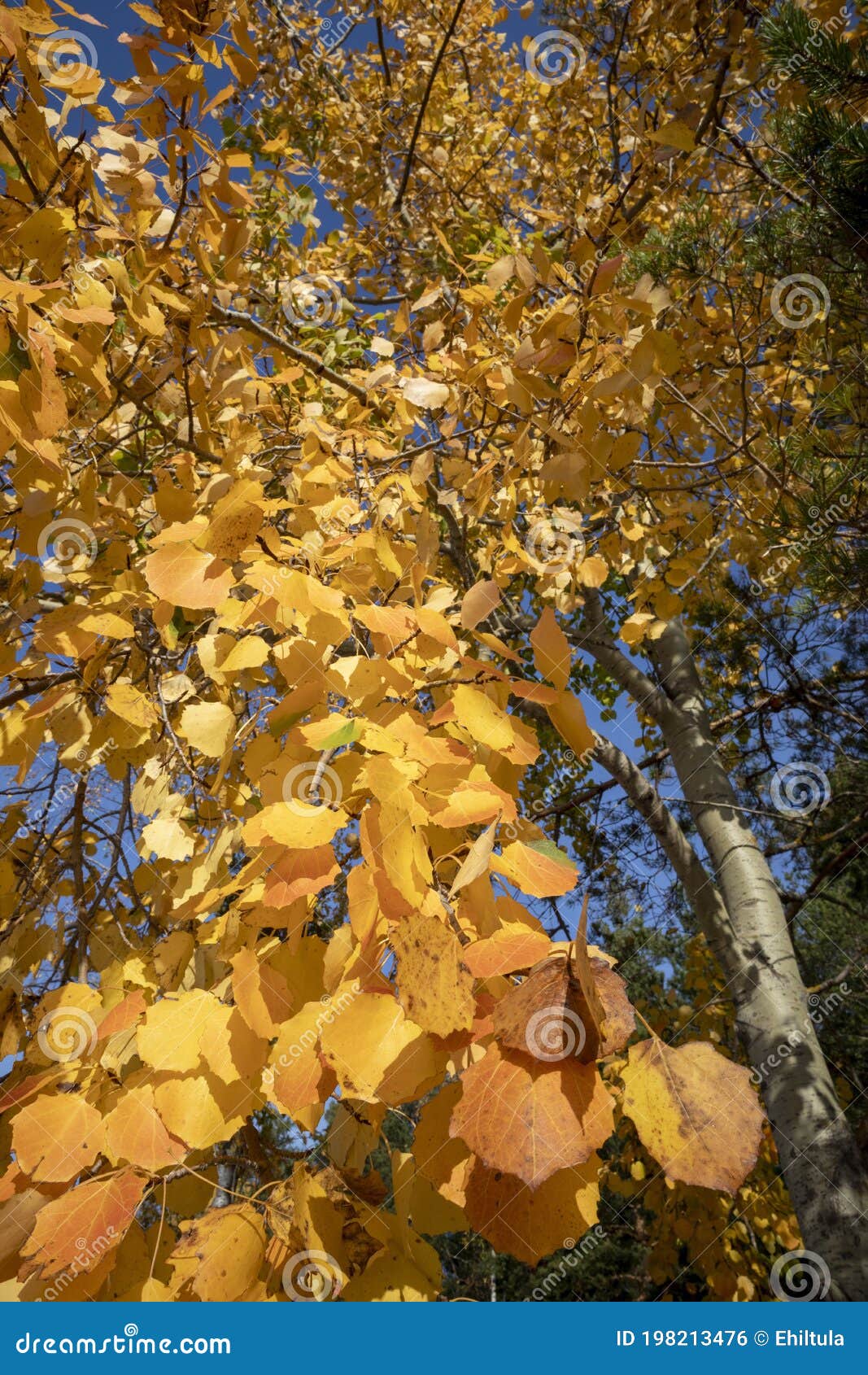 Colourful Aspen Leaves in Autumn Stock Photo - Image of canopy, nature ...