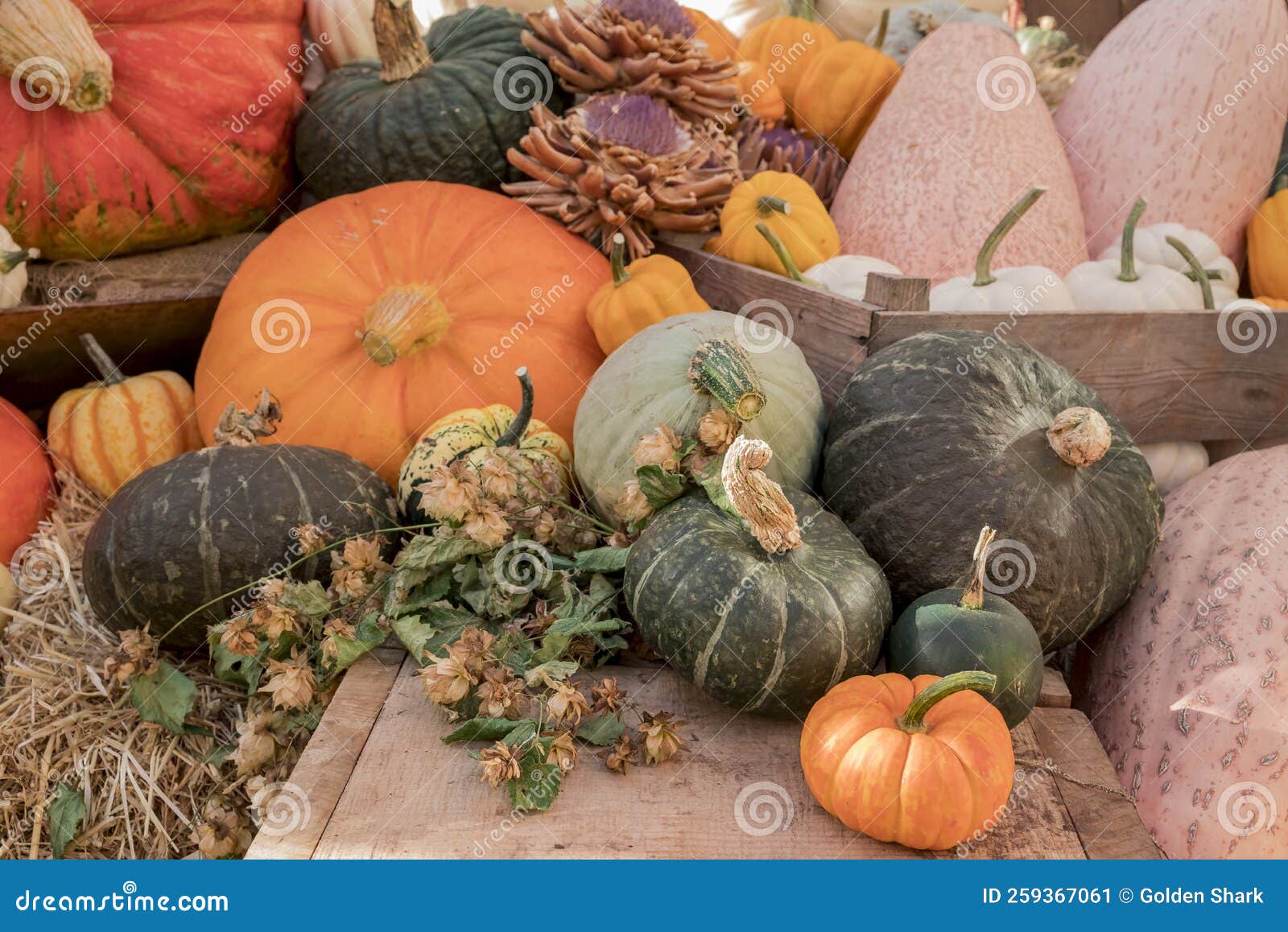 Colourful Assortment of Pumpkins, Squashes and Gourds Stock Image ...