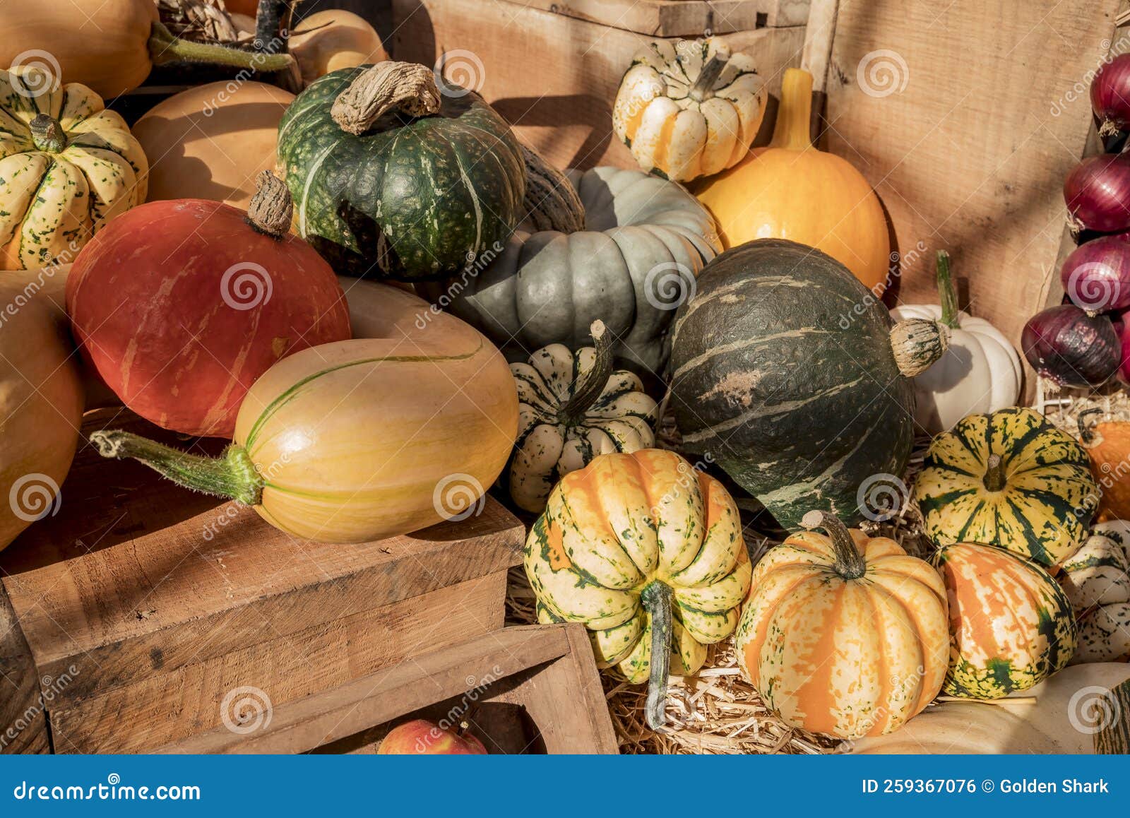 Colourful Assortment of Pumpkins, Squashes and Gourds Stock Photo ...
