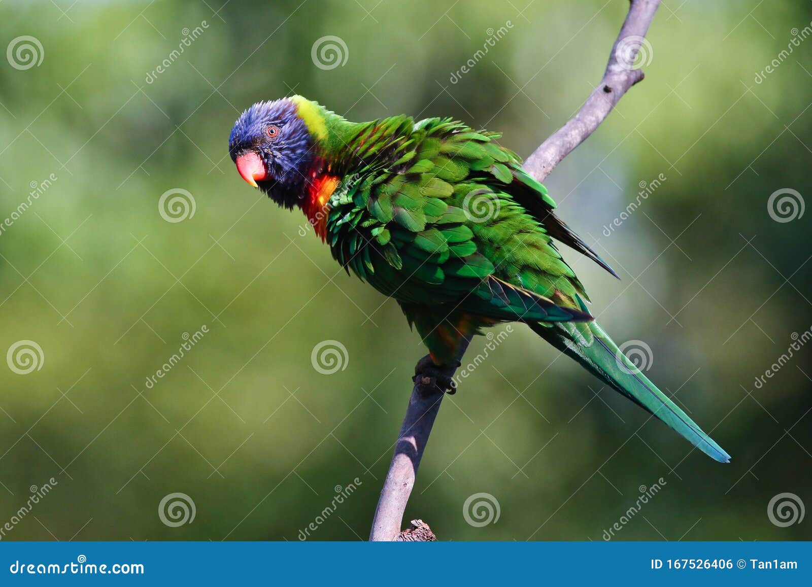 Colourful Australian Rainbow Lorikeet with Fluffed Up Feathers Stock ...