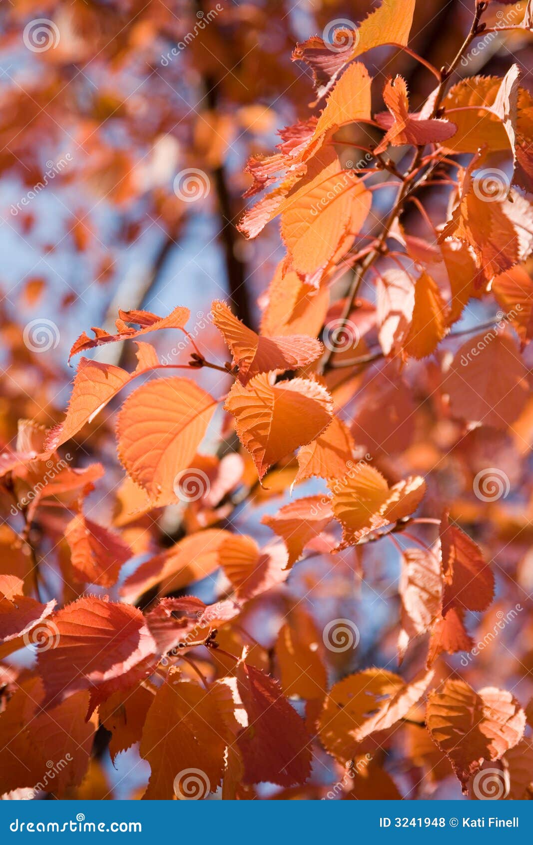Colourful autumn stock photo. Image of tree, season, leaves - 3241948